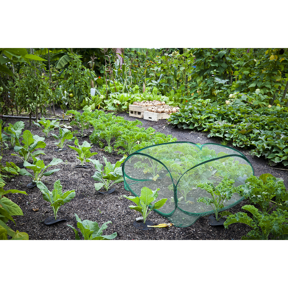 Pest Deterrents: Foldable Insect-resistant Plant Cover