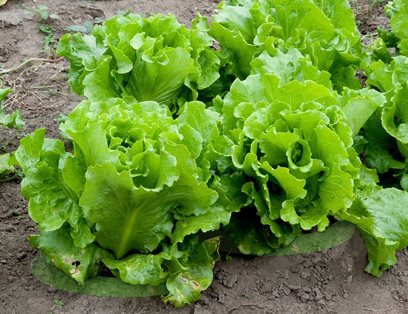 Pest Deterrents: Slug Protection Ring