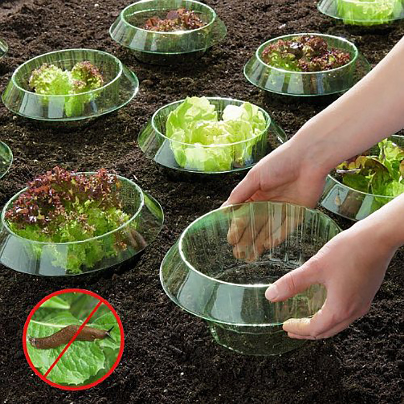 Pest Deterrents: Slug Protection Ring