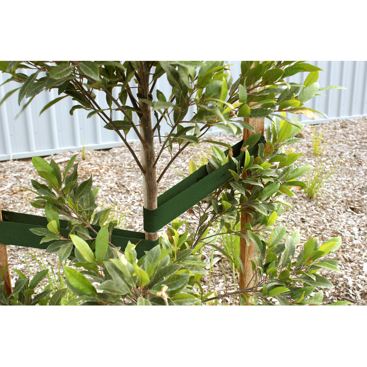 Plant Ties: HD Green Tree Webbing